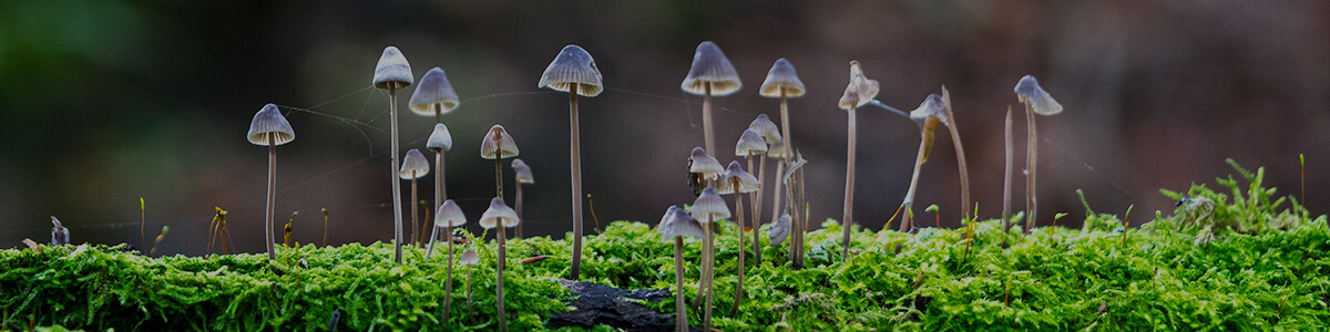 Interactions Between Organisms – Lesson Summary | Good Science